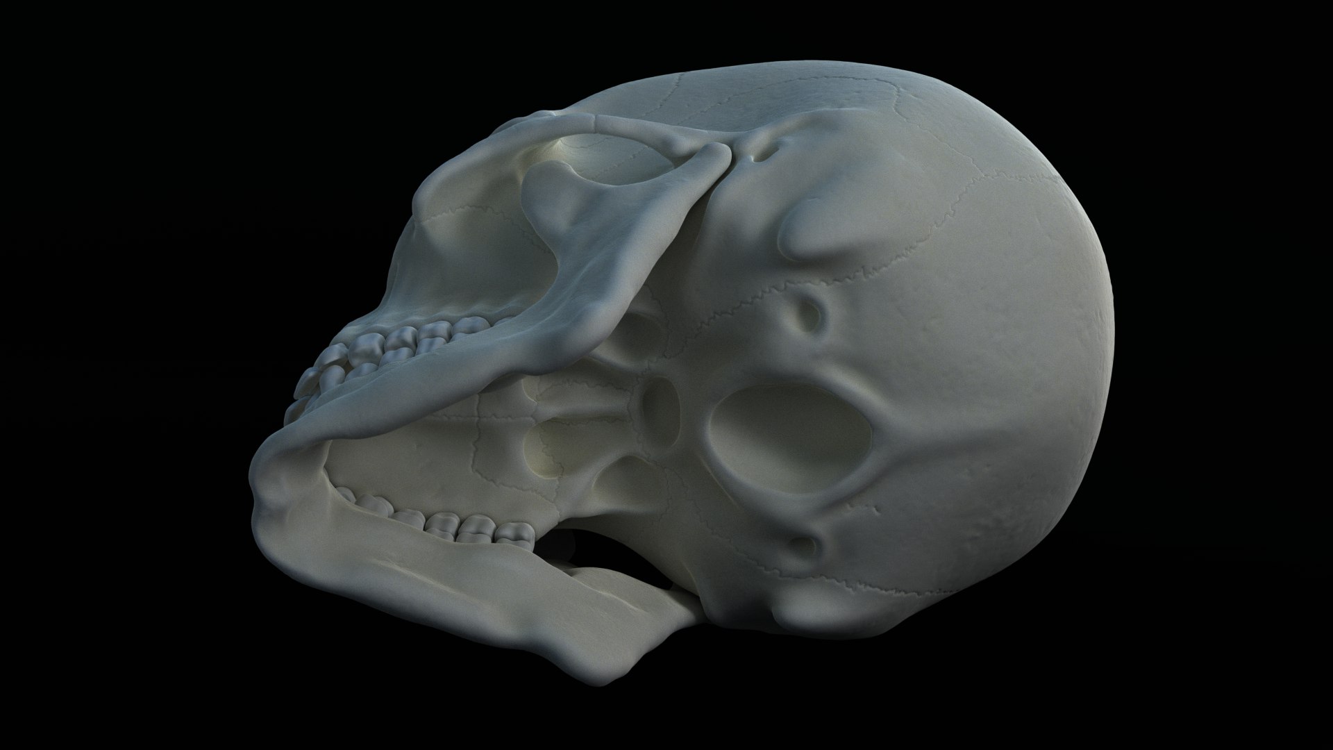 3D Skull Model - TurboSquid 1868087
