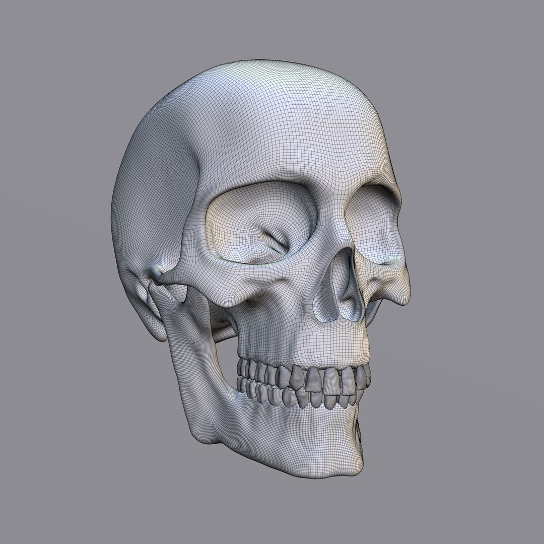 3D Skull Model - TurboSquid 1868087