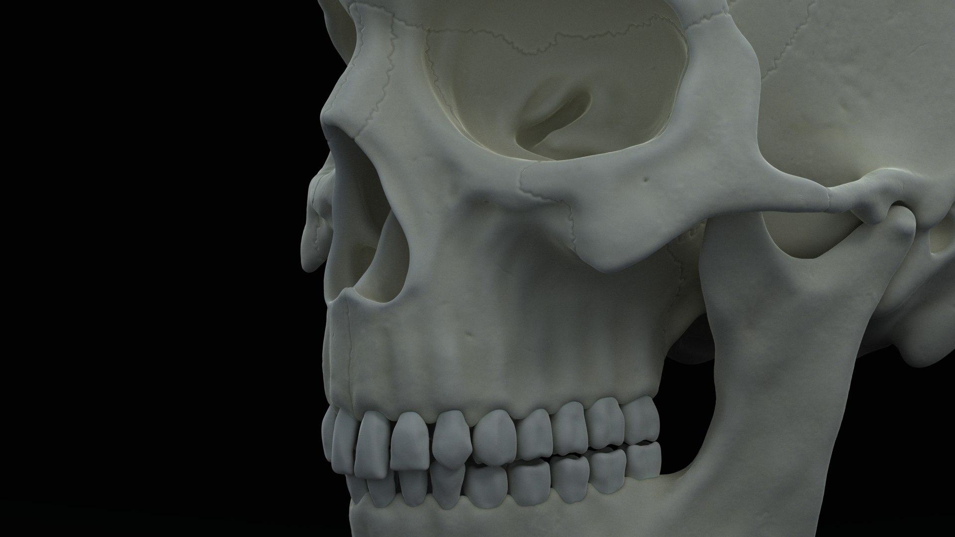 3D Skull Model - TurboSquid 1868087