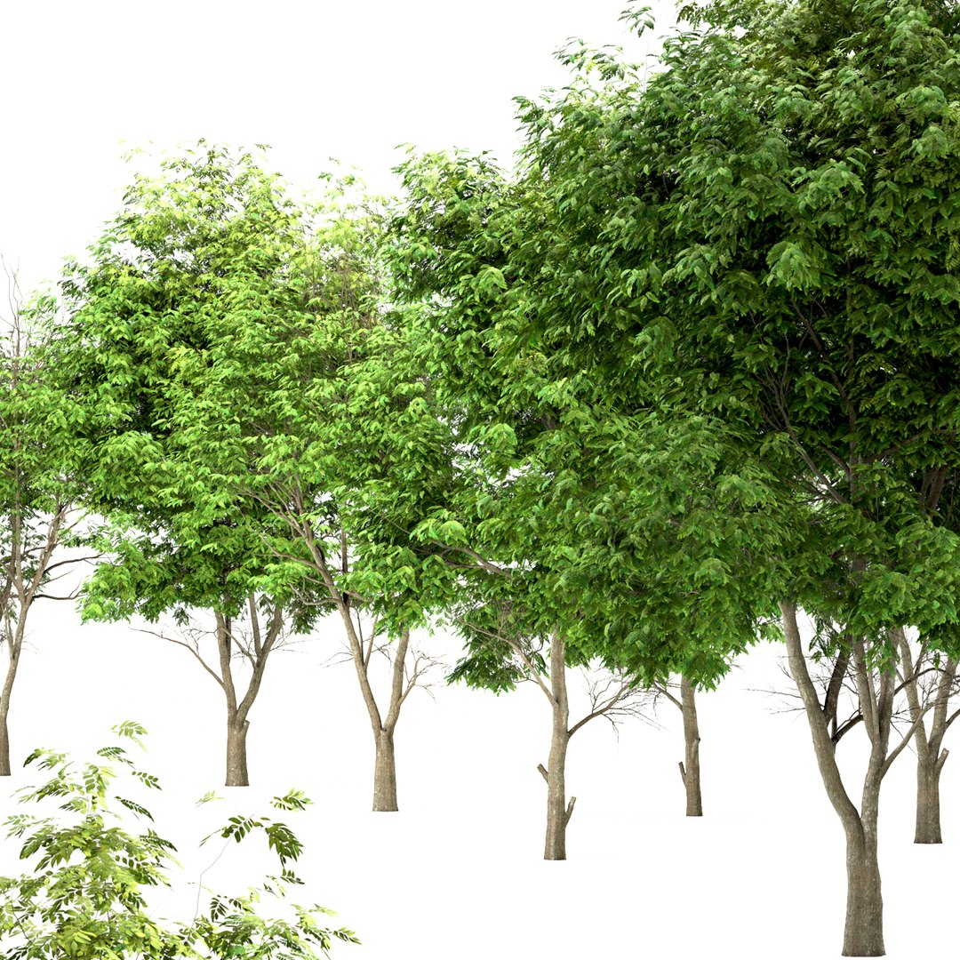 3D Set Of Ash Or Fraxinus Trees - 3 Trees Model - TurboSquid 1996993