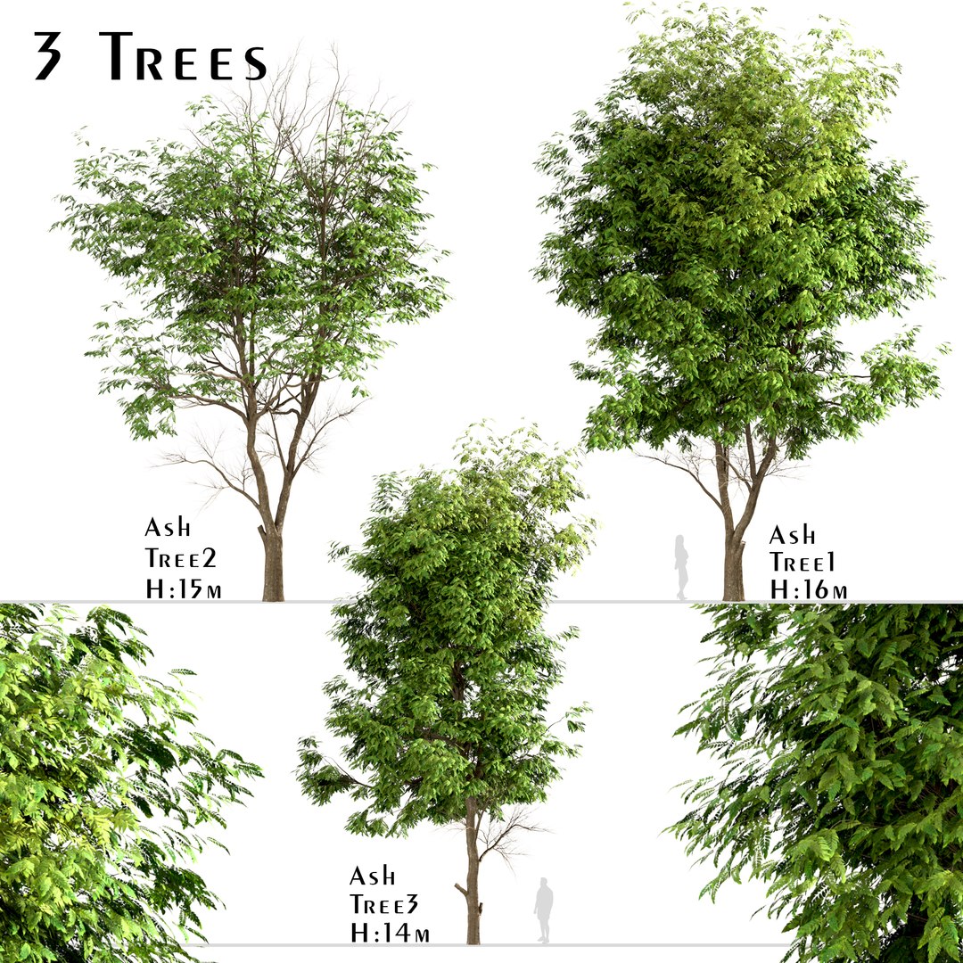 3D Set Of Ash Or Fraxinus Trees - 3 Trees Model - TurboSquid 1996993