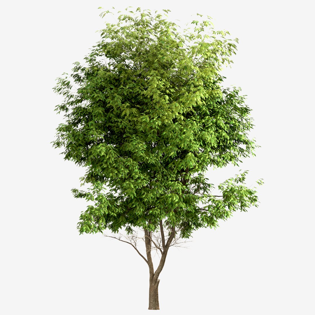 3D Set Of Ash Or Fraxinus Trees - 3 Trees Model - TurboSquid 1996993