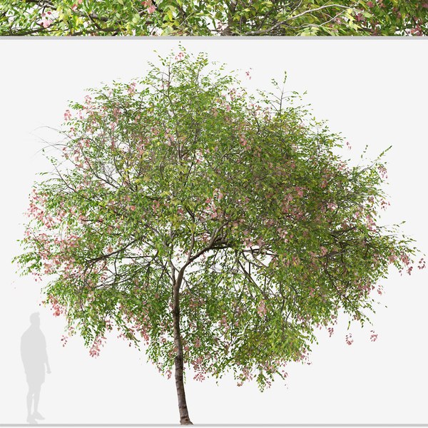 modelo 3d Set of Chinese Flame or Koelreuteria Bipinnata Tree ...