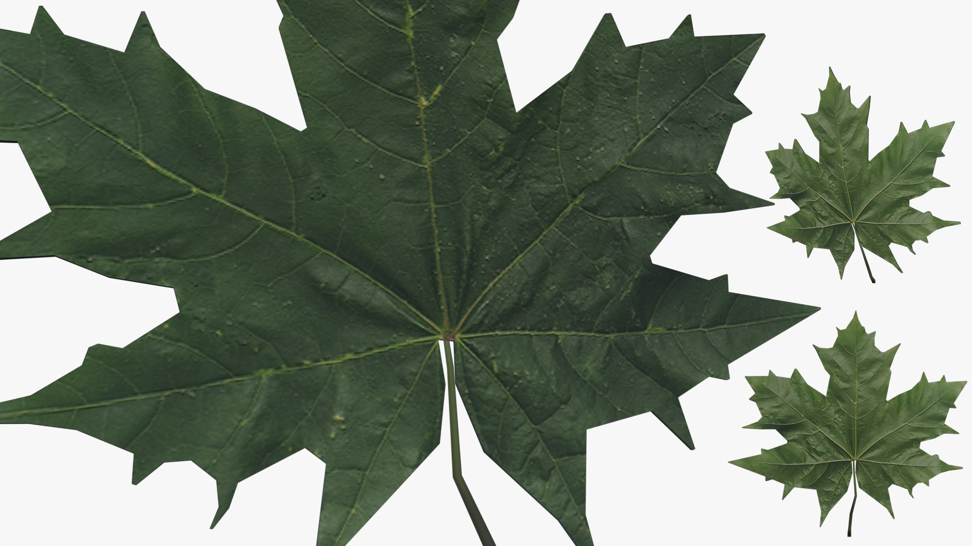 3D Model Maple Leaf Low-poly Textured 3d Model For Games - TurboSquid ...