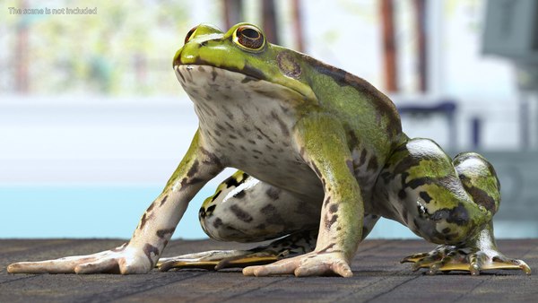 Complete Frog Body Anatomy model - TurboSquid 2015771