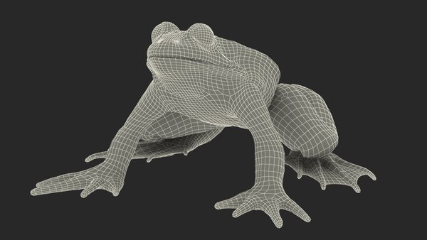 Complete Frog Body Anatomy model - TurboSquid 2015771