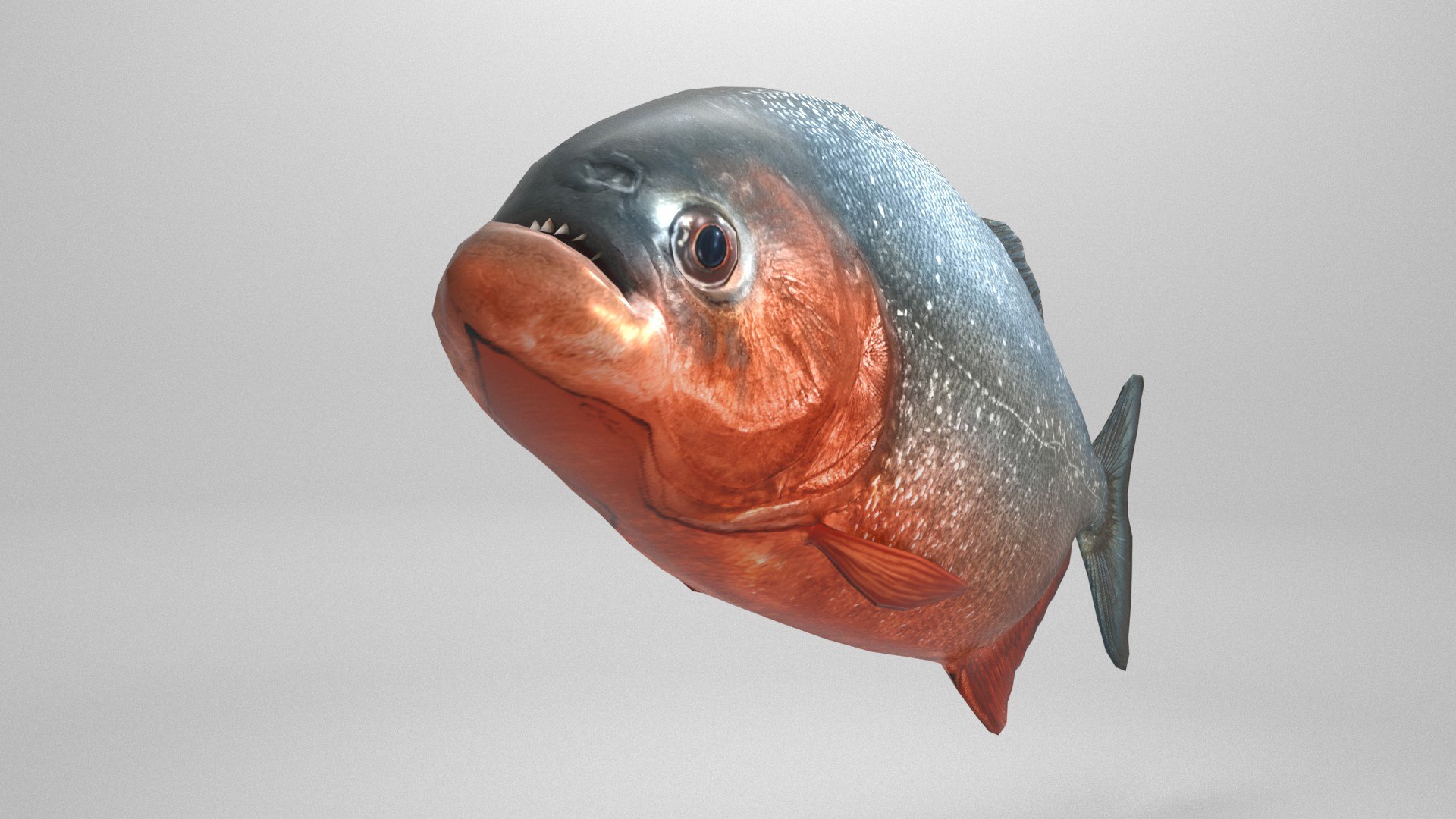 3D Piranha - TurboSquid 1923467