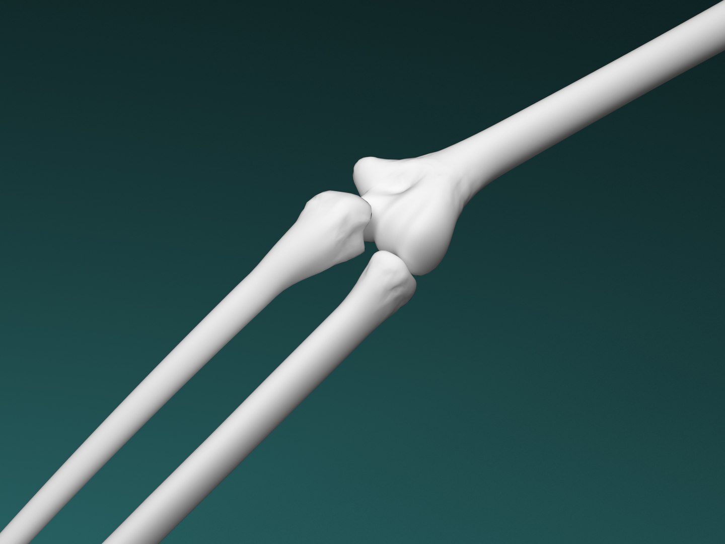 3D Arm Skeleton - TurboSquid 1642351