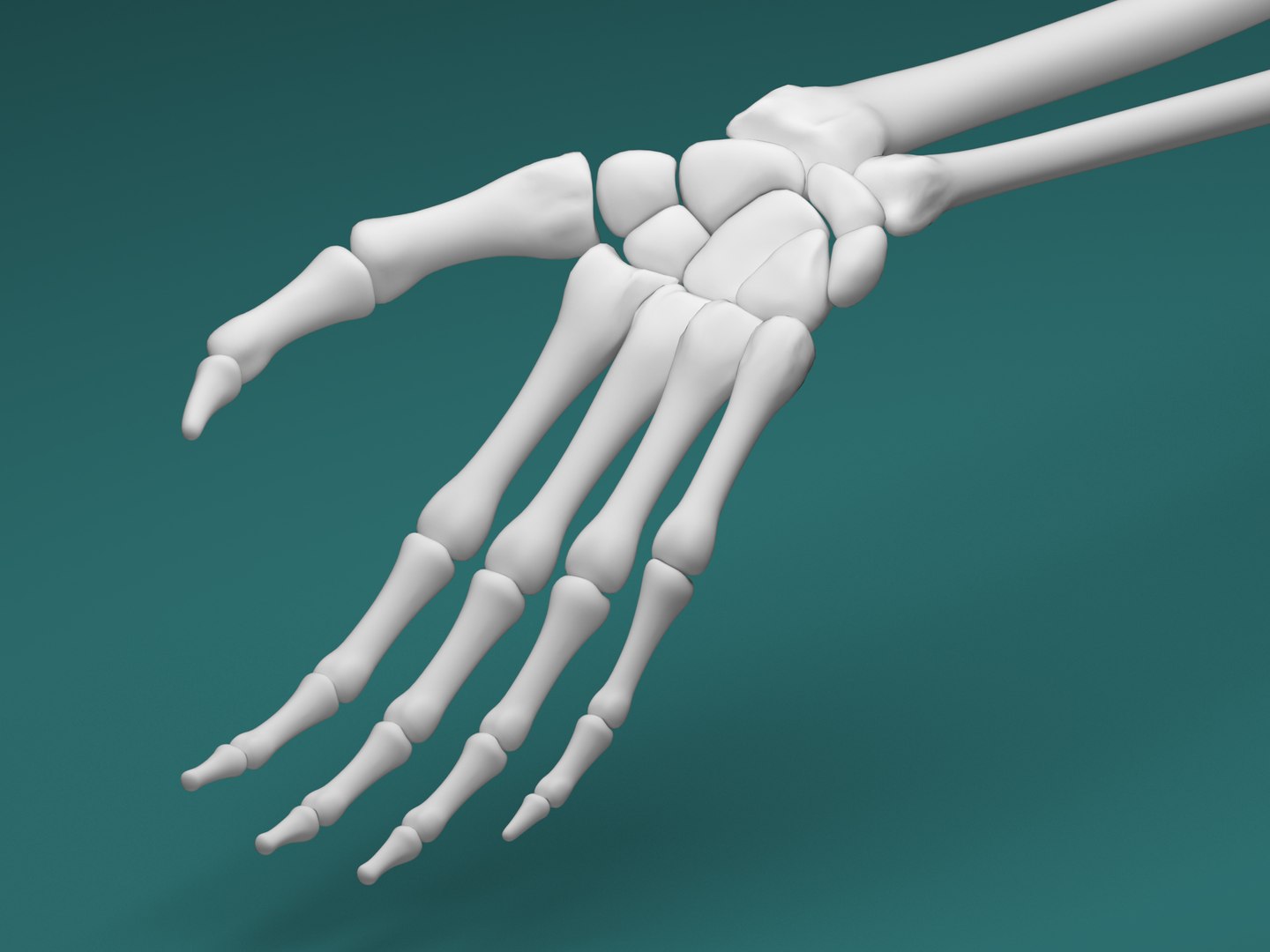 3D Arm Skeleton - TurboSquid 1642351