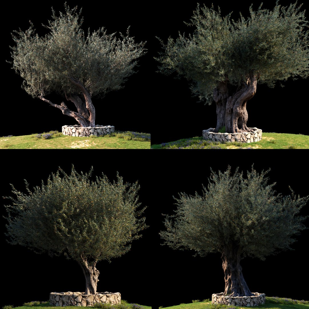 Olive Tree X 4 Model - TurboSquid 1409250