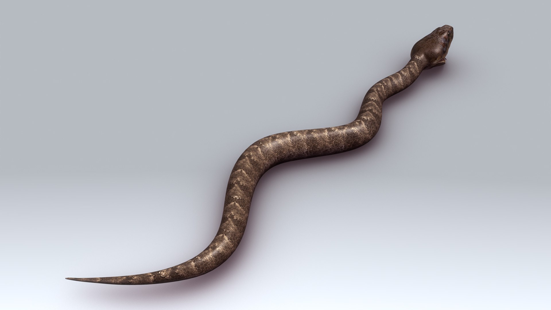 Obj Himalayan Pit Viper
