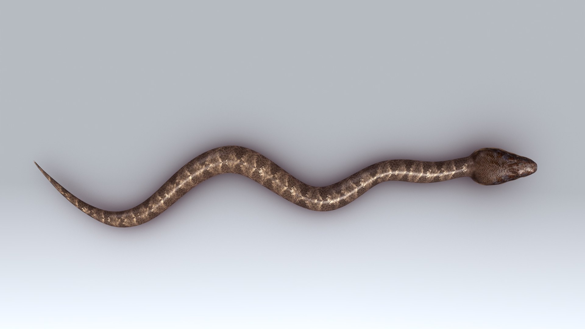Obj Himalayan Pit Viper