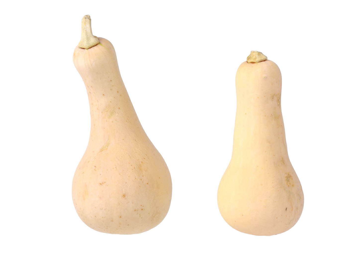 3D Squash Butternut - TurboSquid 2095224