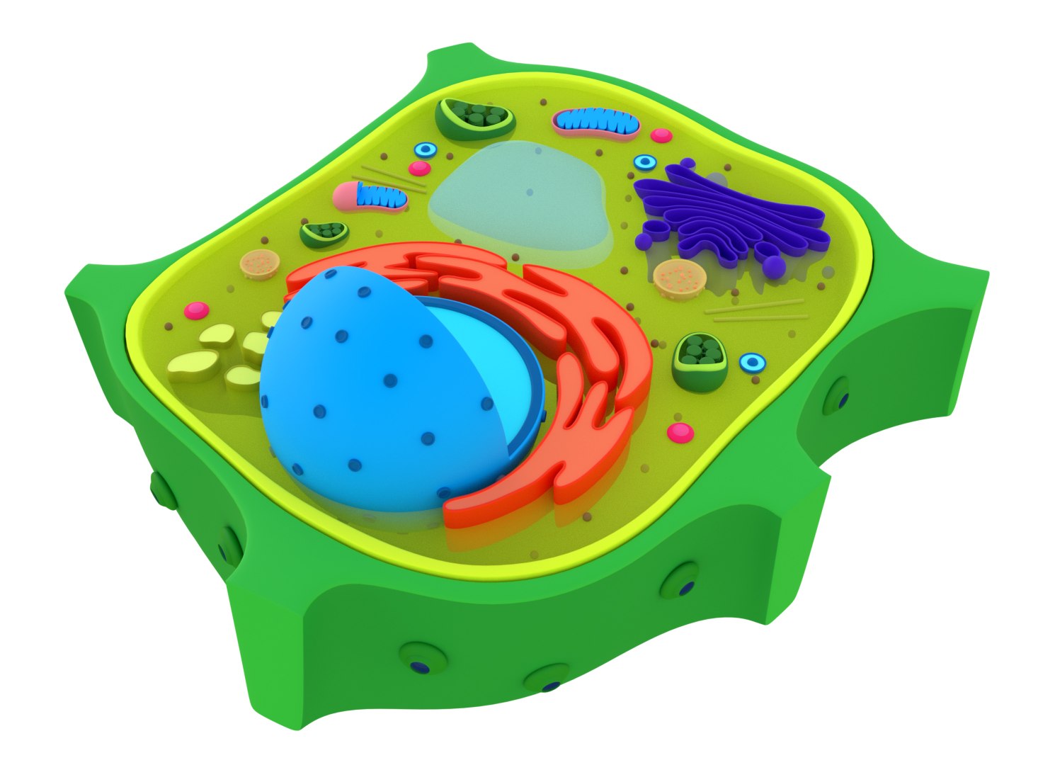 Plant Cells 3D Model - TurboSquid 1449619