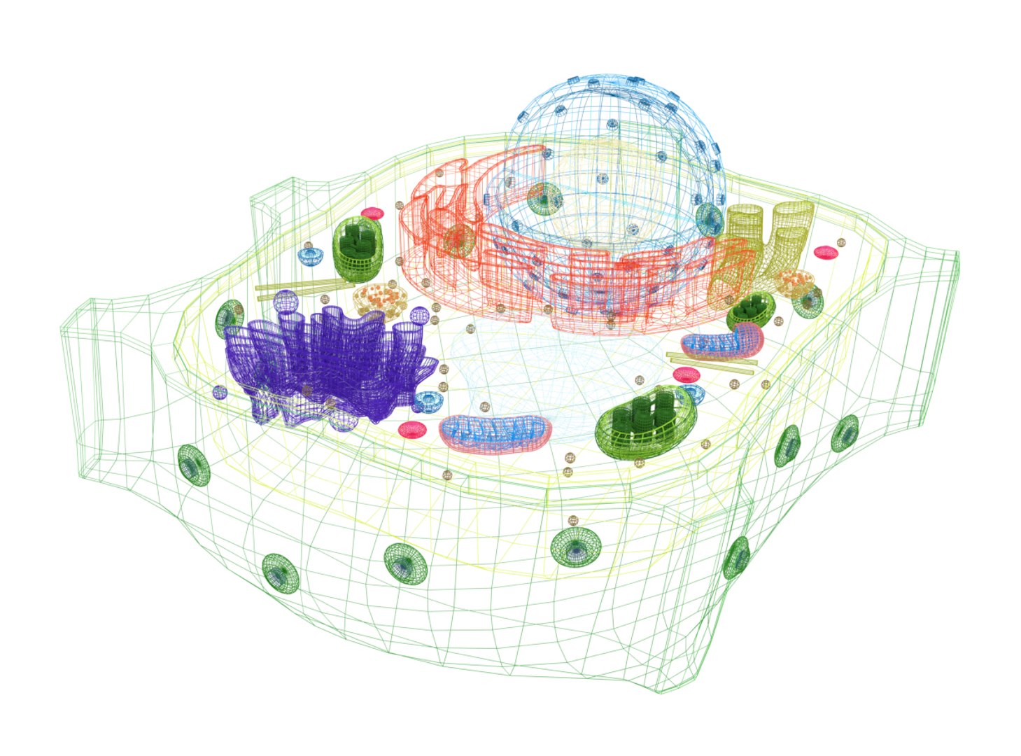Plant Cells 3D Model - TurboSquid 1449619