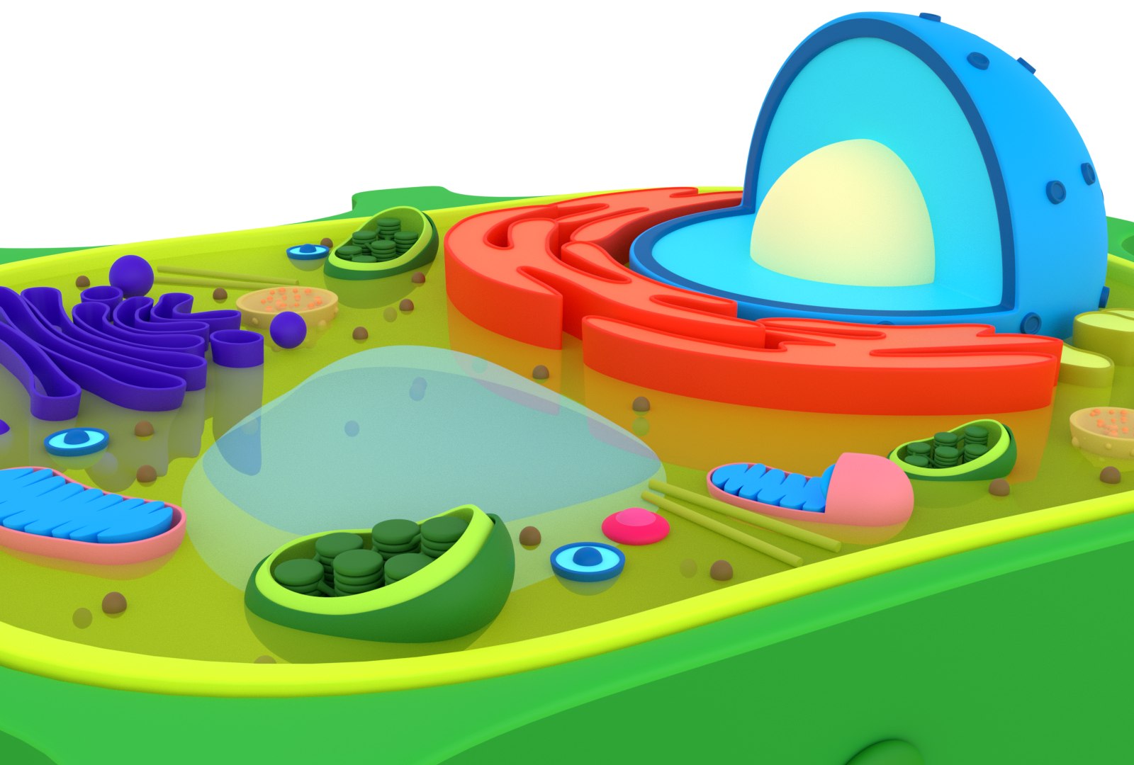 Plant Cells 3D Model - TurboSquid 1449619