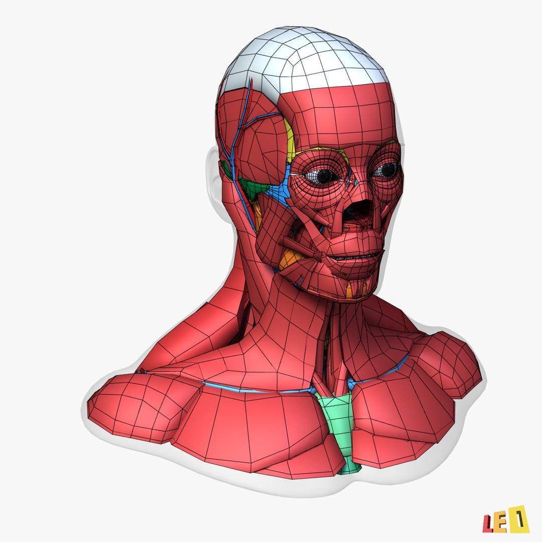 head anatomy male female 3d 3ds
