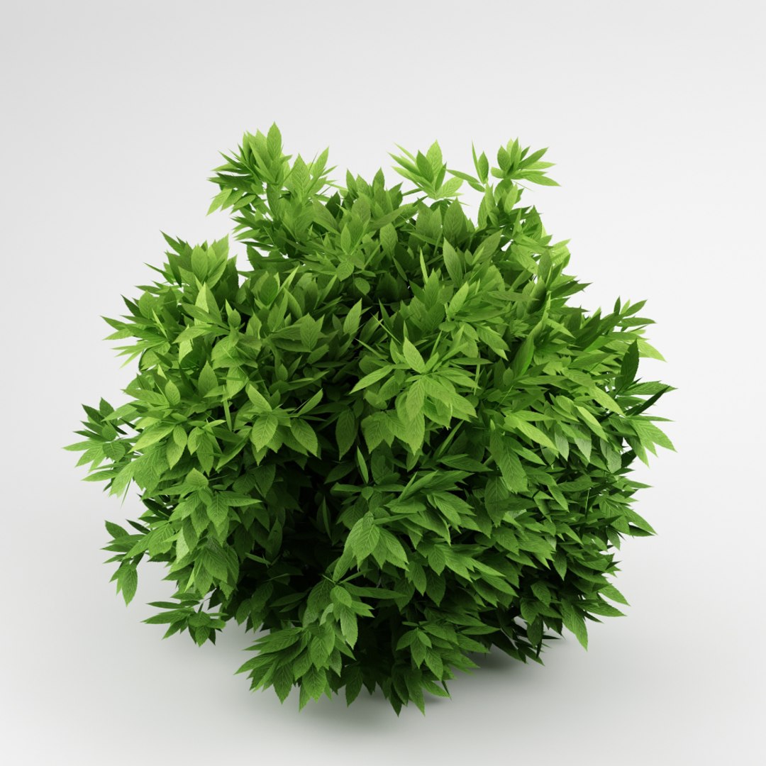 bush 3d model