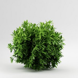 3d model bush