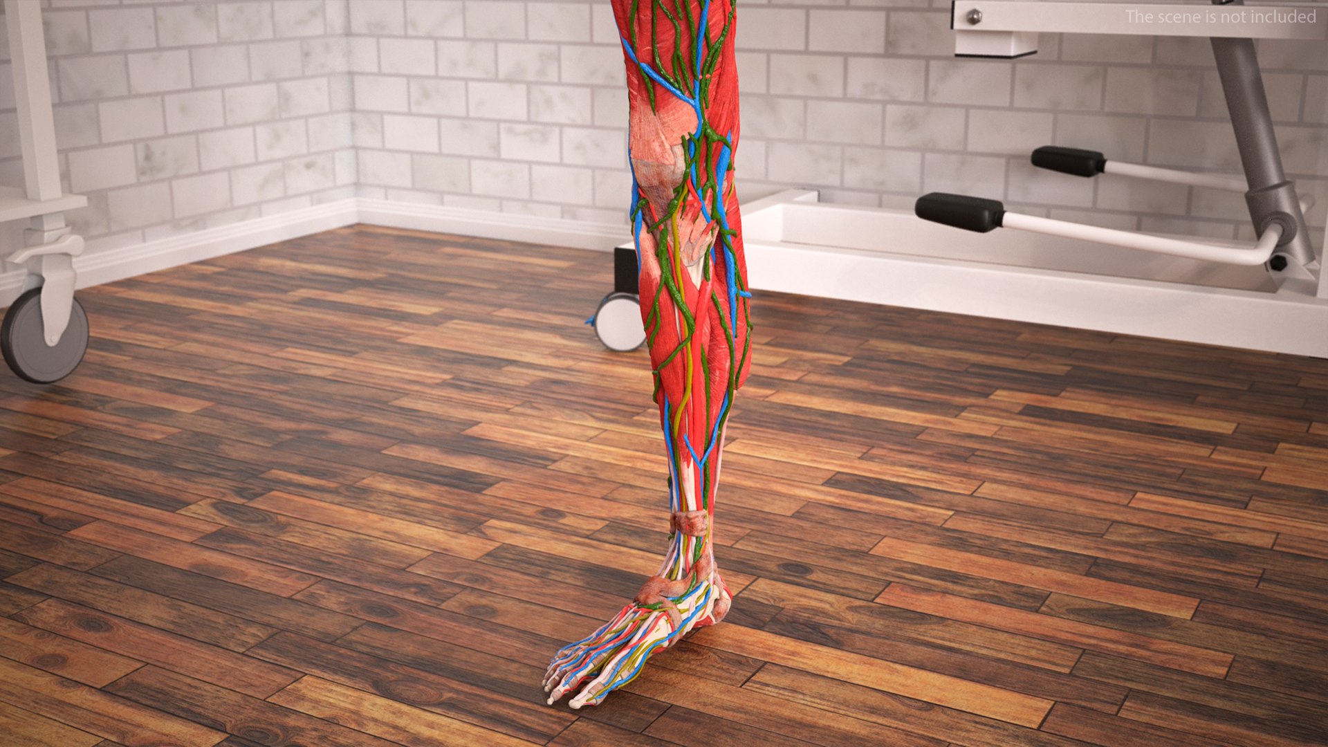 Leg Skin And Anatomy Asian Female 3D Model - TurboSquid 2310015