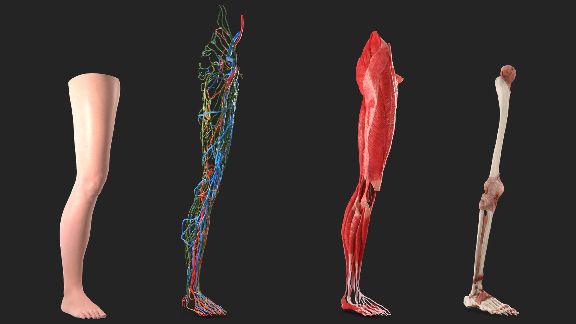 Leg Skin And Anatomy Asian Female 3D Model - TurboSquid 2310015