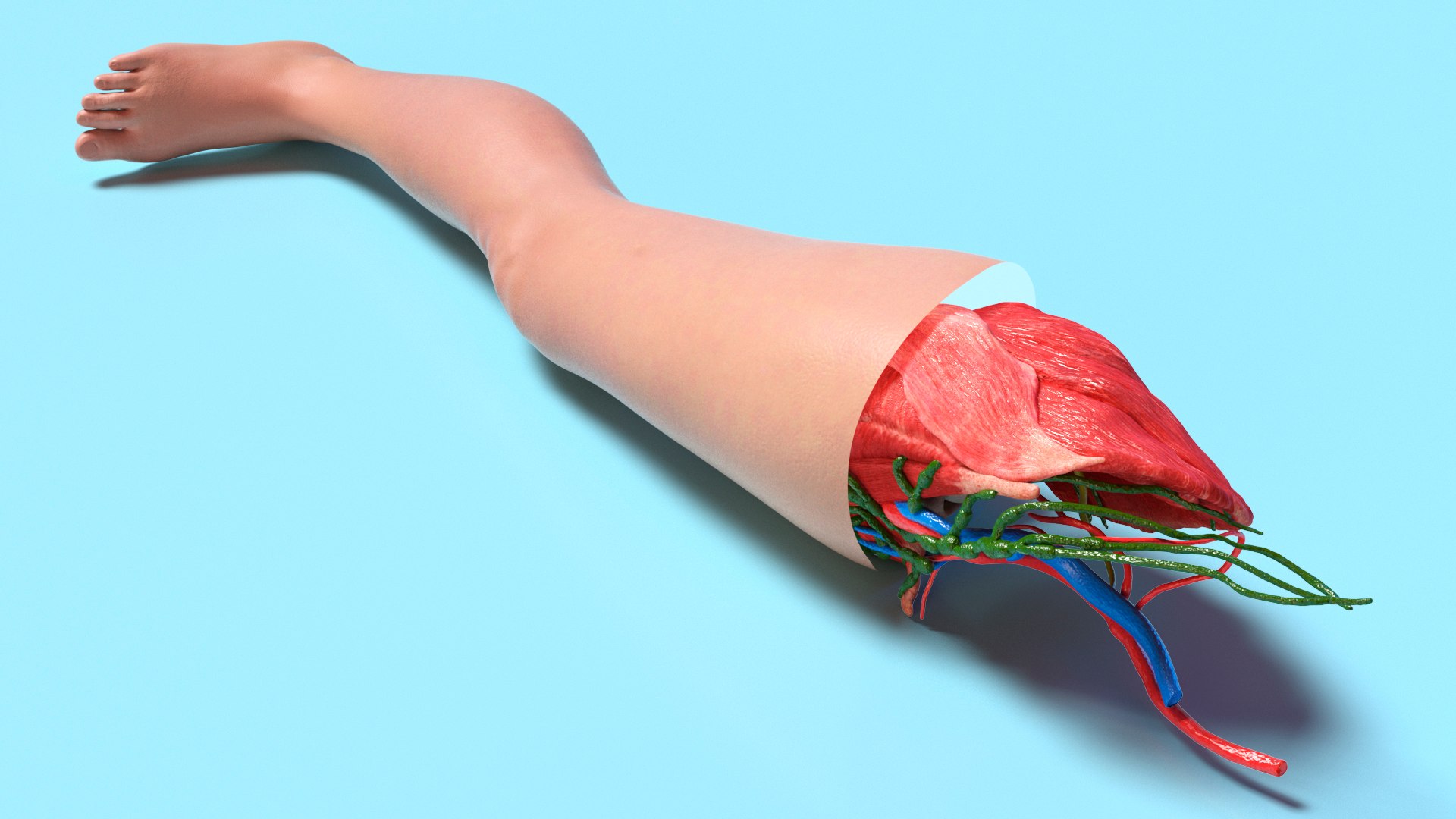 Leg Skin And Anatomy Asian Female 3D Model - TurboSquid 2310015