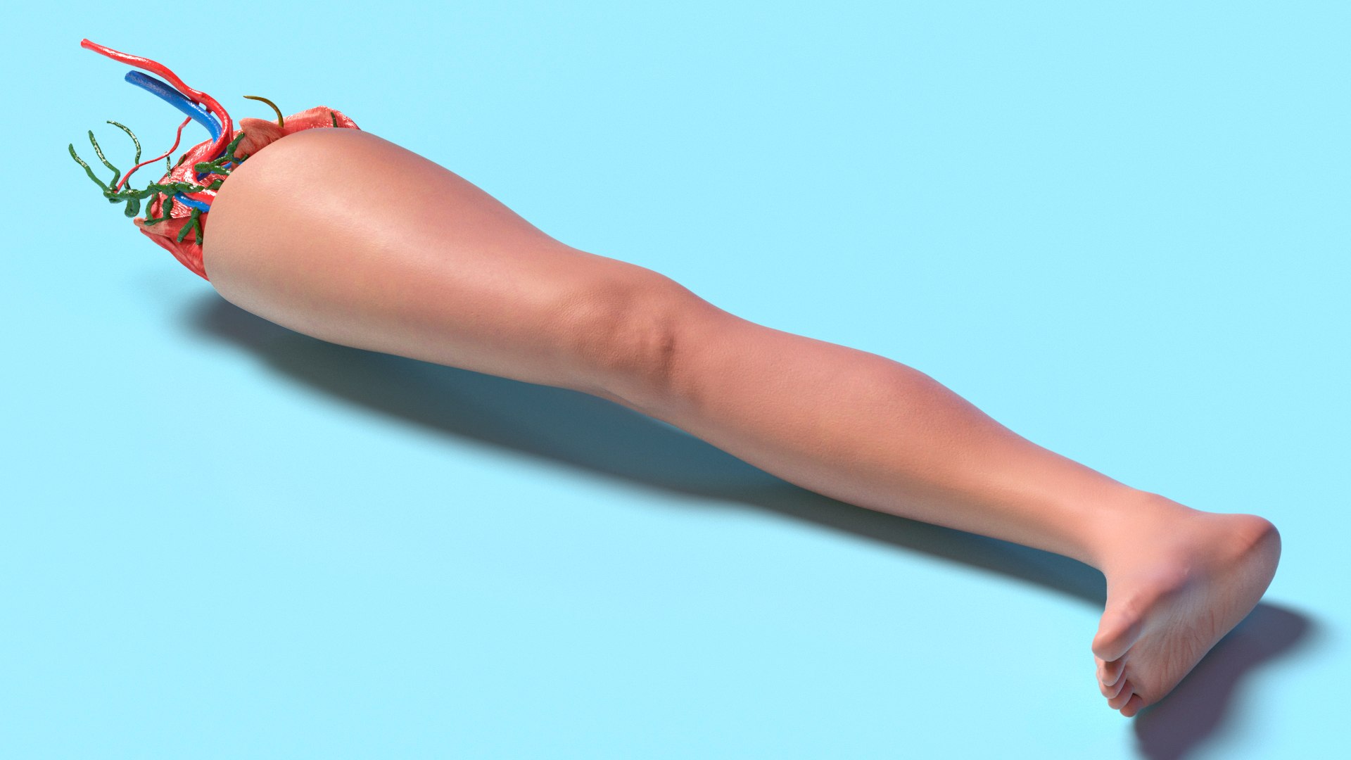 Leg Skin And Anatomy Asian Female 3D Model - TurboSquid 2310015