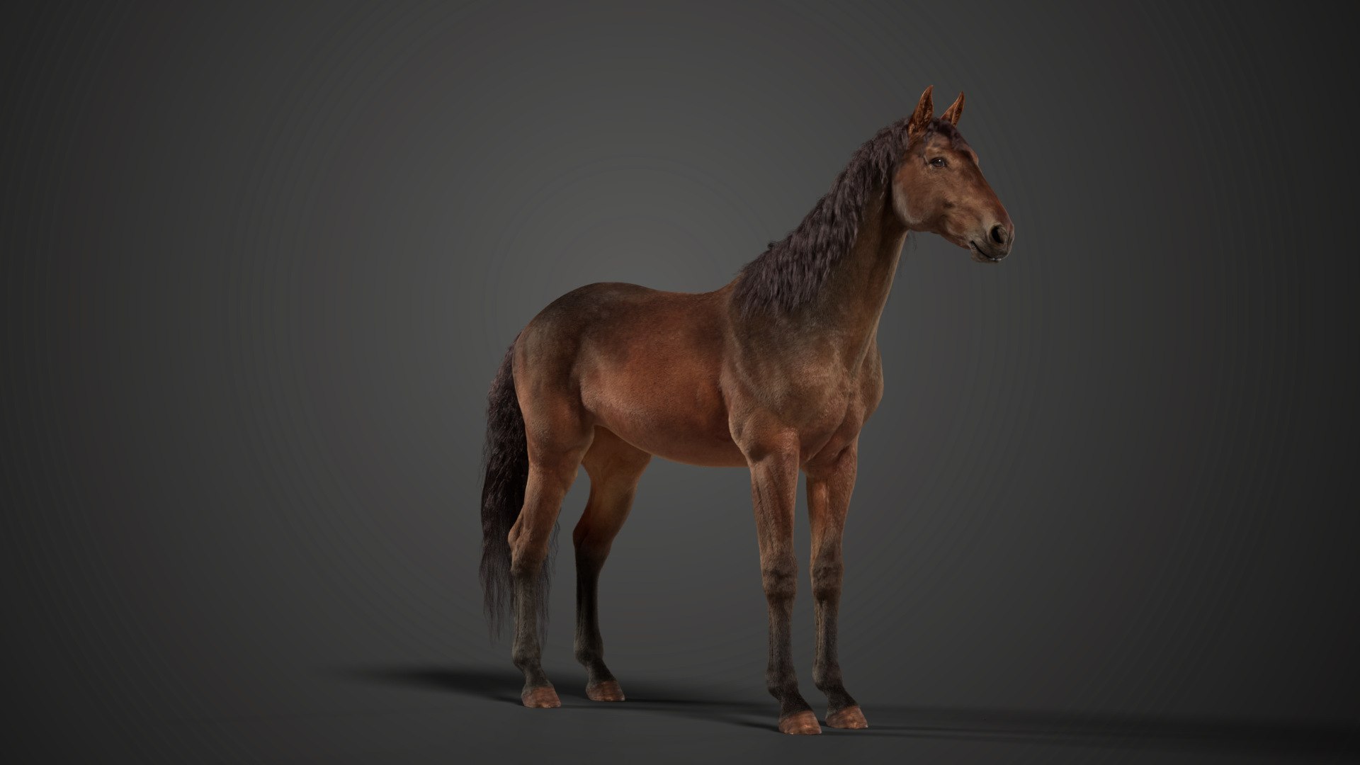Brown Horse Animation VFX Grace 3D Model - TurboSquid 2133473