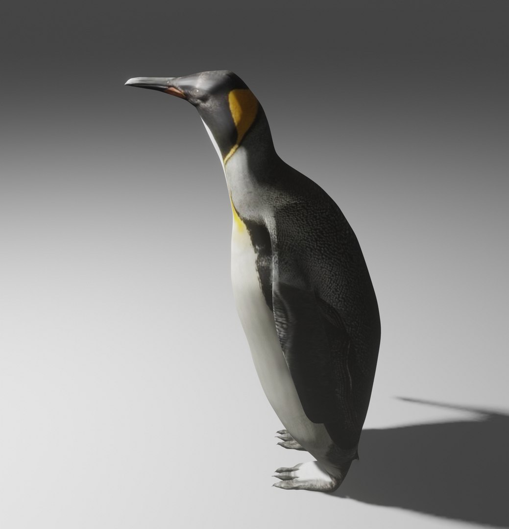 3D King penguin model - TurboSquid 1956605