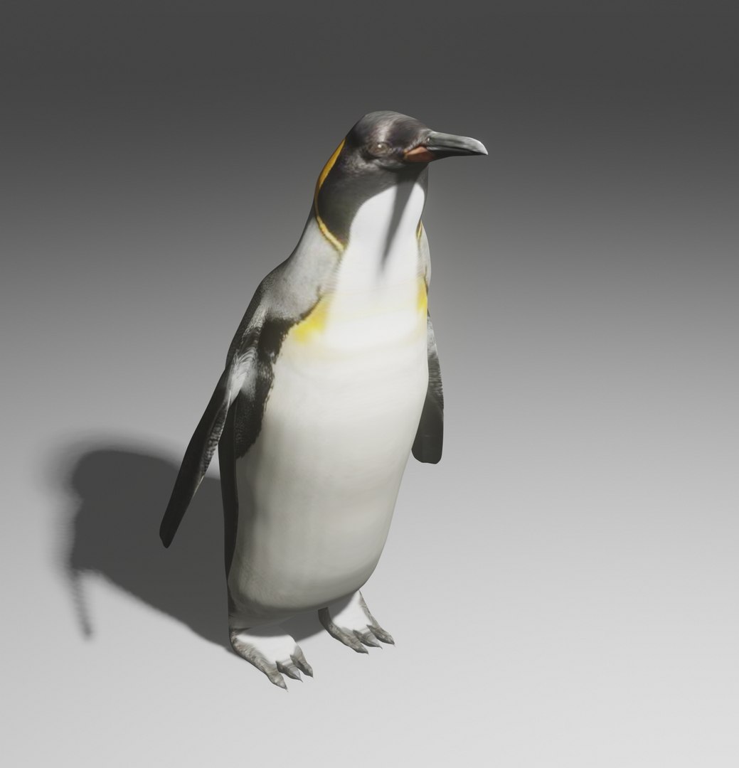 3D King penguin model - TurboSquid 1956605