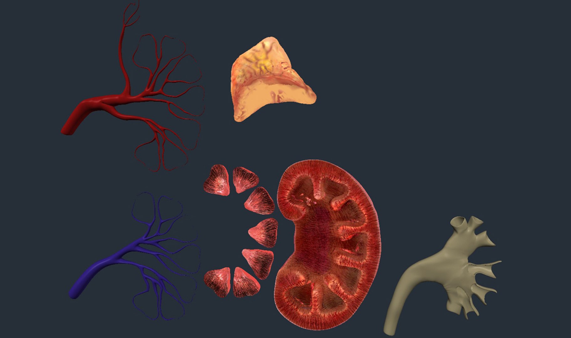 3d Model Cross Section Kidney