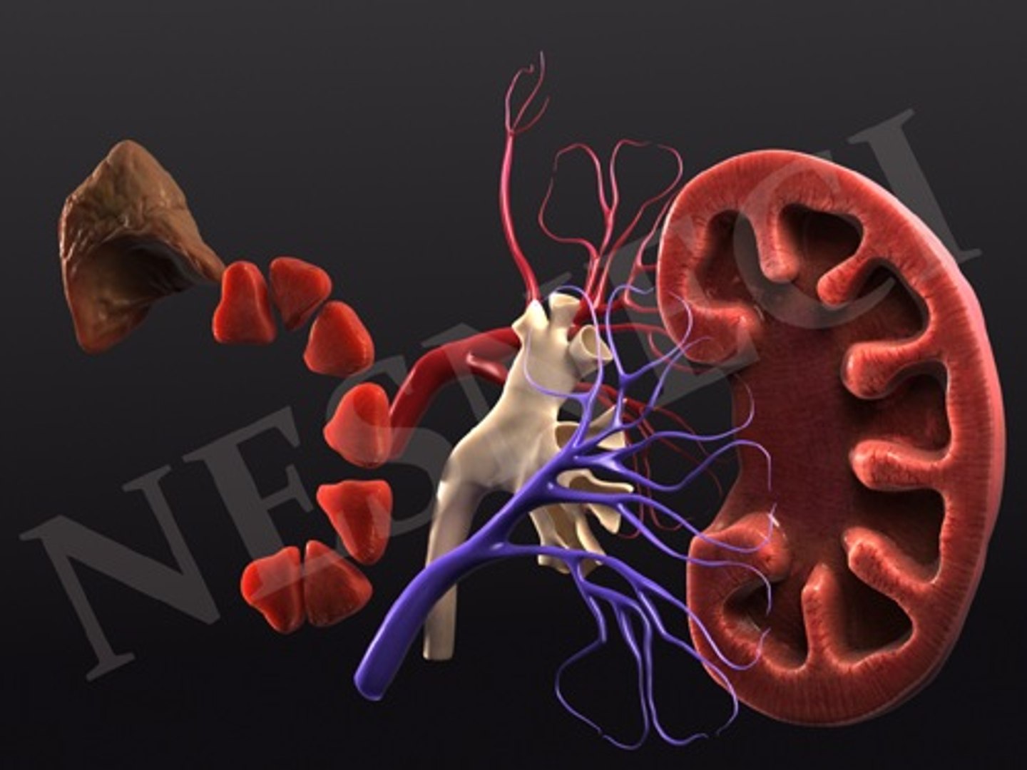 3d Model Cross Section Kidney