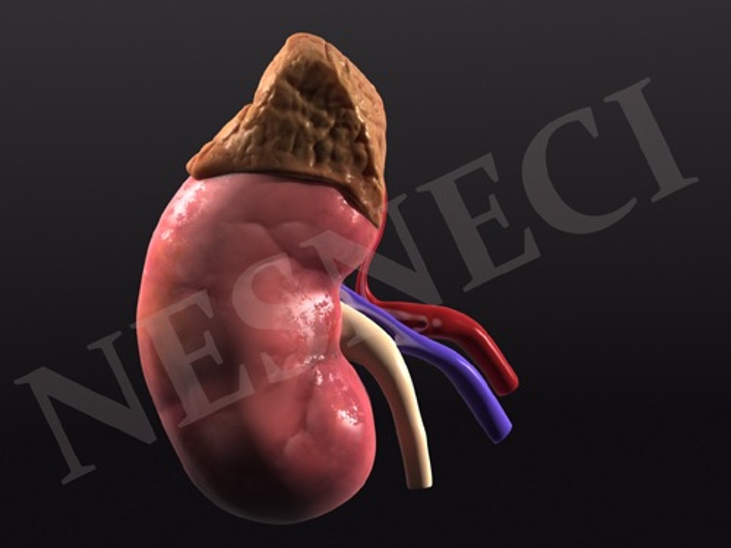 3d Model Cross Section Kidney