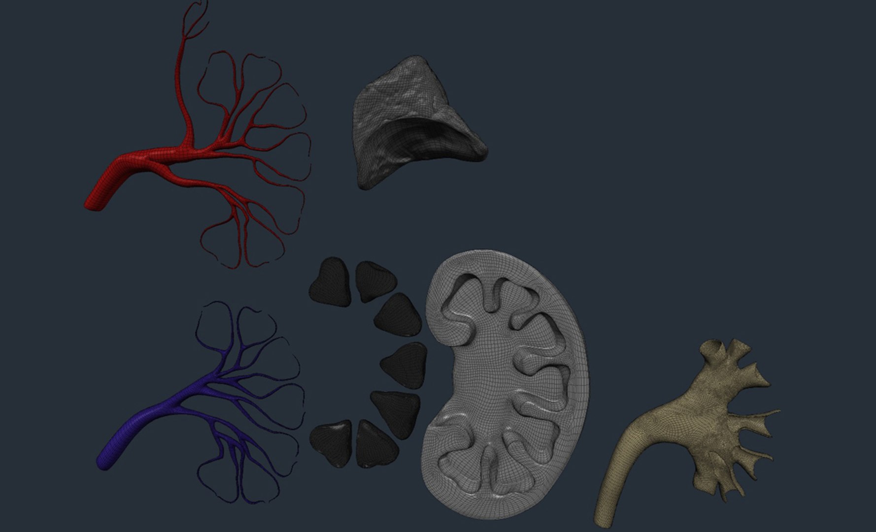 3d Model Cross Section Kidney