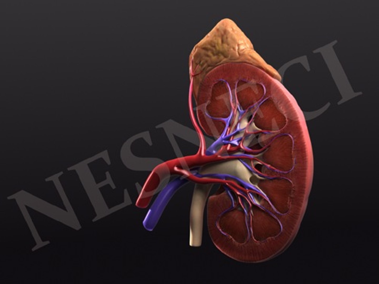 3d Model Cross Section Kidney
