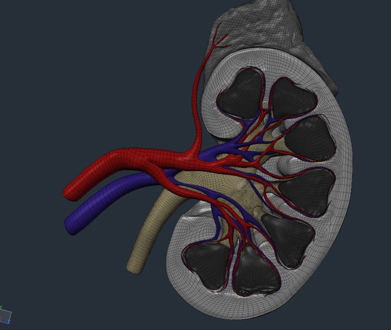 3d Model Cross Section Kidney