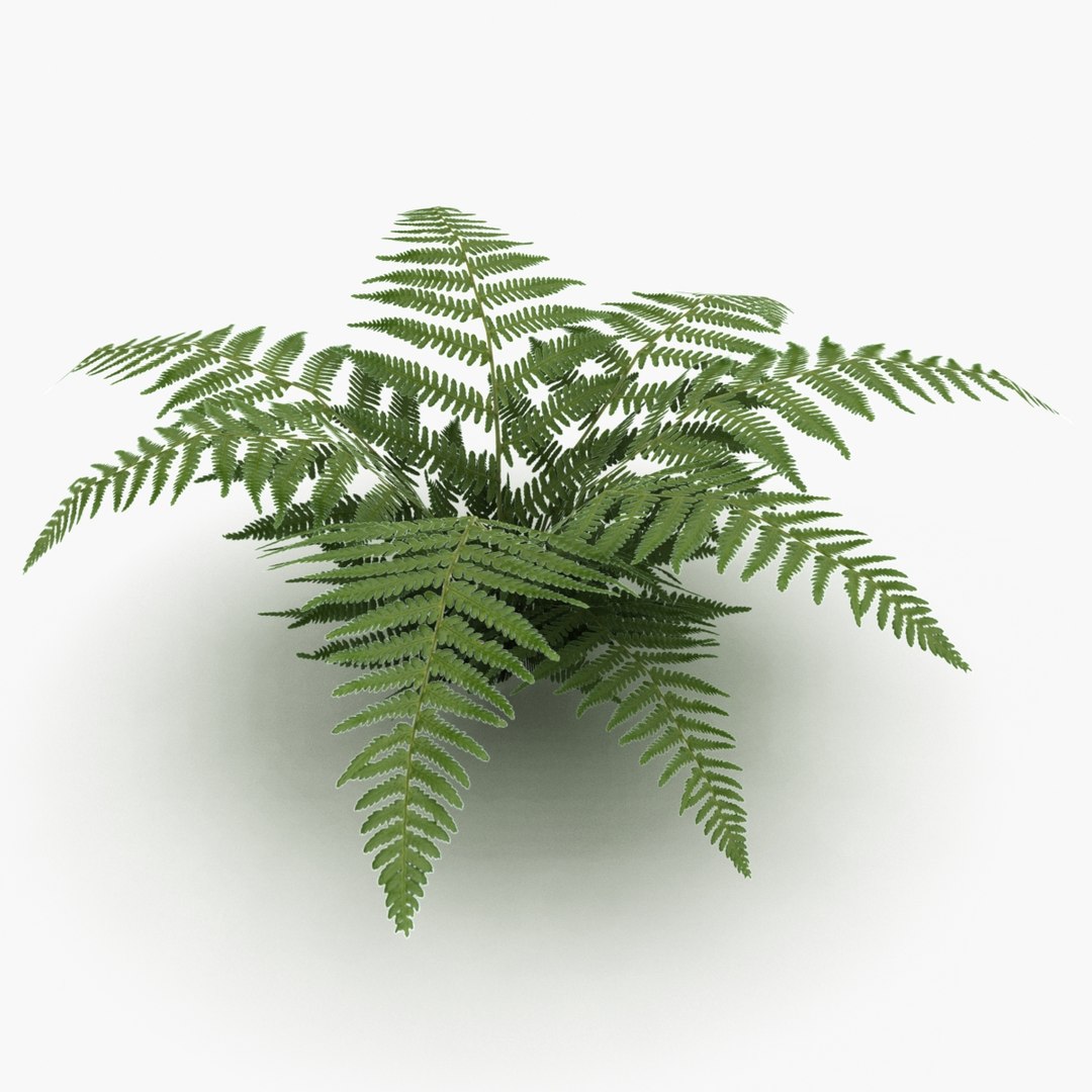 3d Bracken Fern