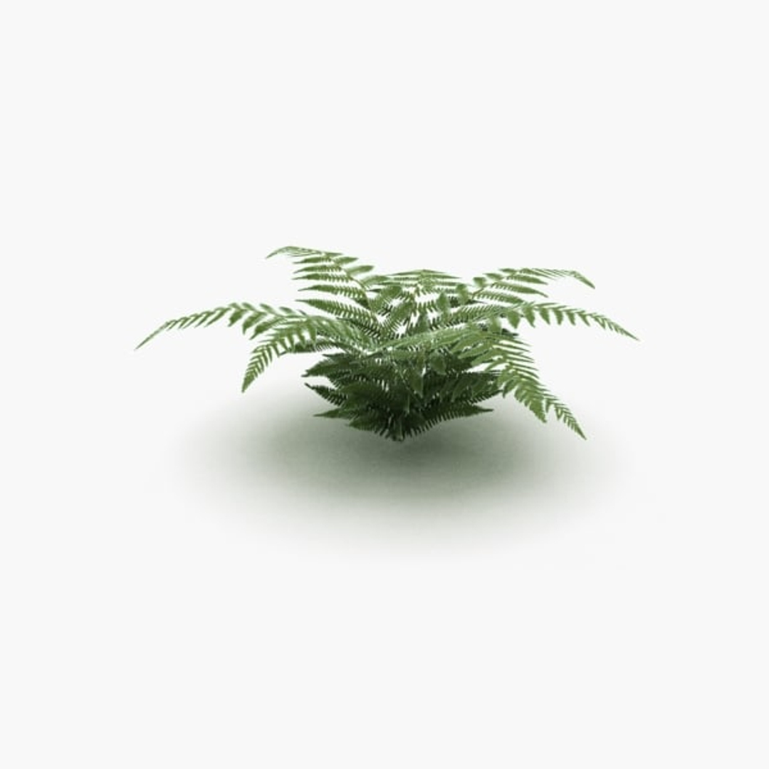 3d Bracken Fern