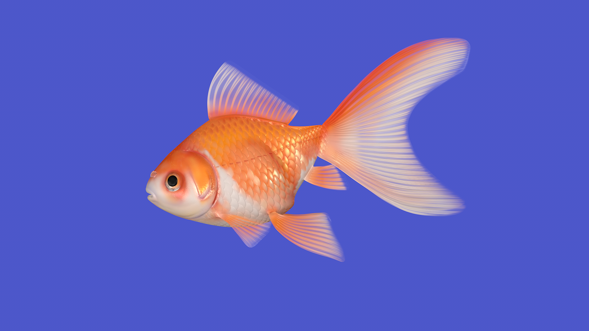 3D Goldfish Red White Veiltail 8K Model - TurboSquid 1860004