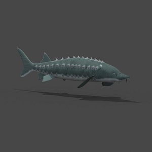 Sturgeon 3D Models for Download | TurboSquid