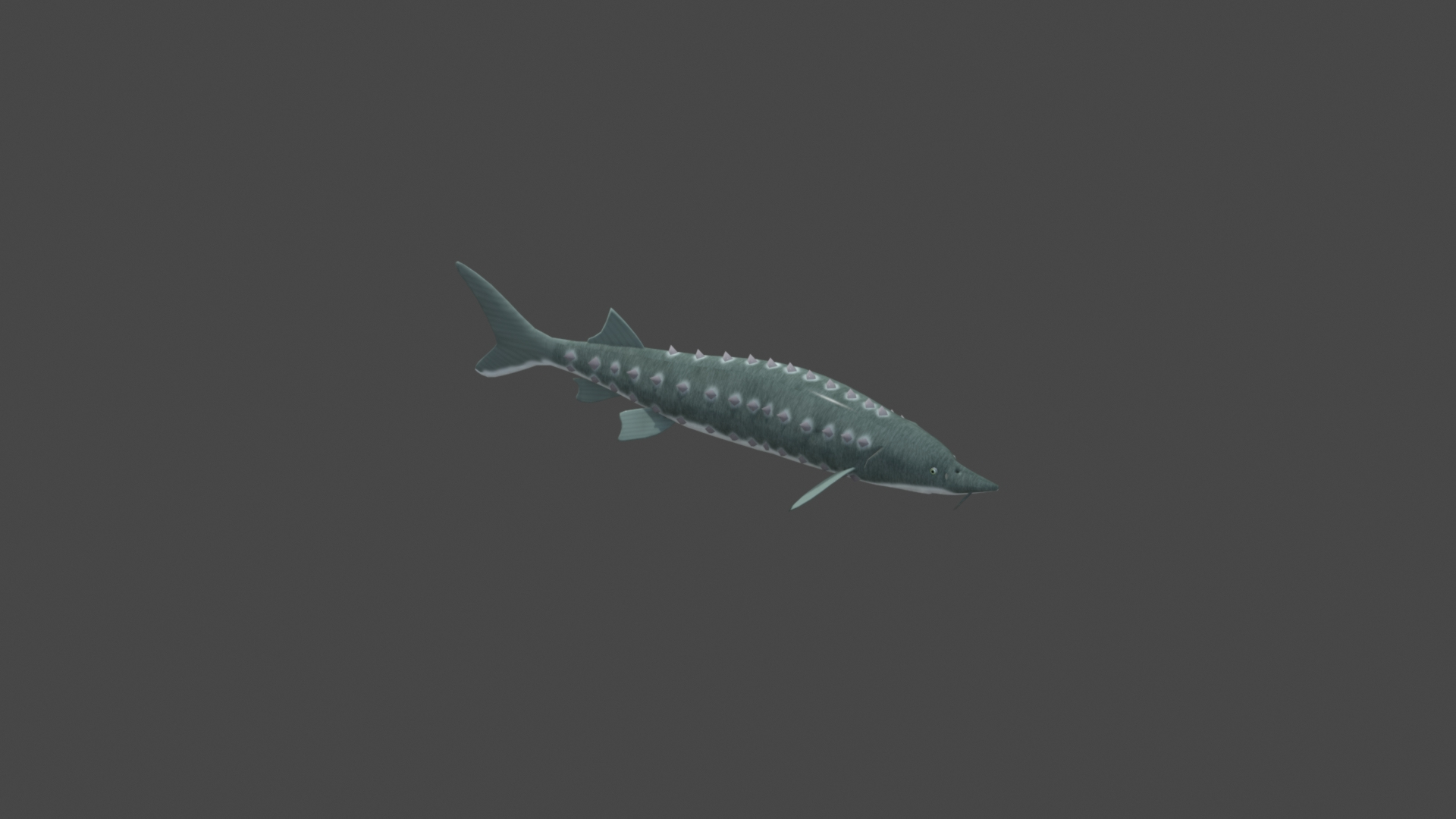 Chinese Sturgeon 3D Model - TurboSquid 1984722