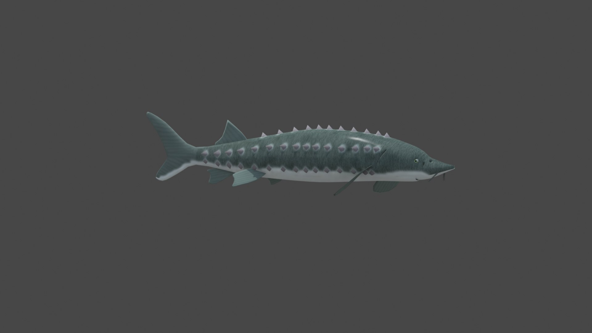 Chinese Sturgeon 3D Model - TurboSquid 1984722