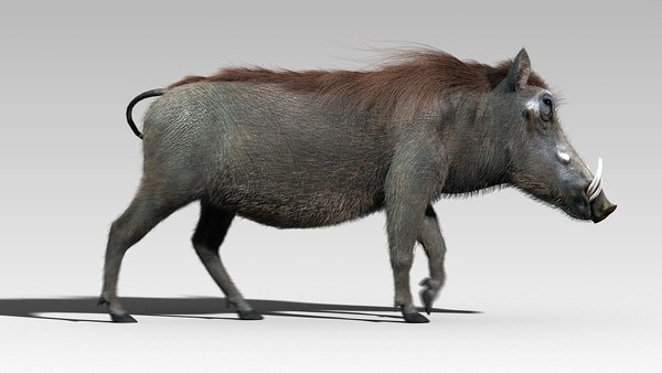 3d warthog fur hair animation model