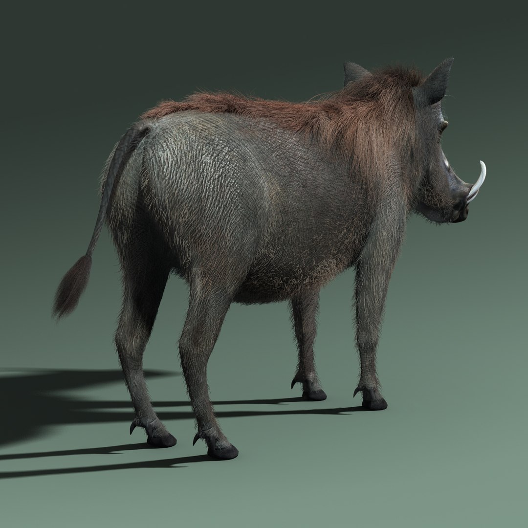3d Warthog Fur Hair Animation Model