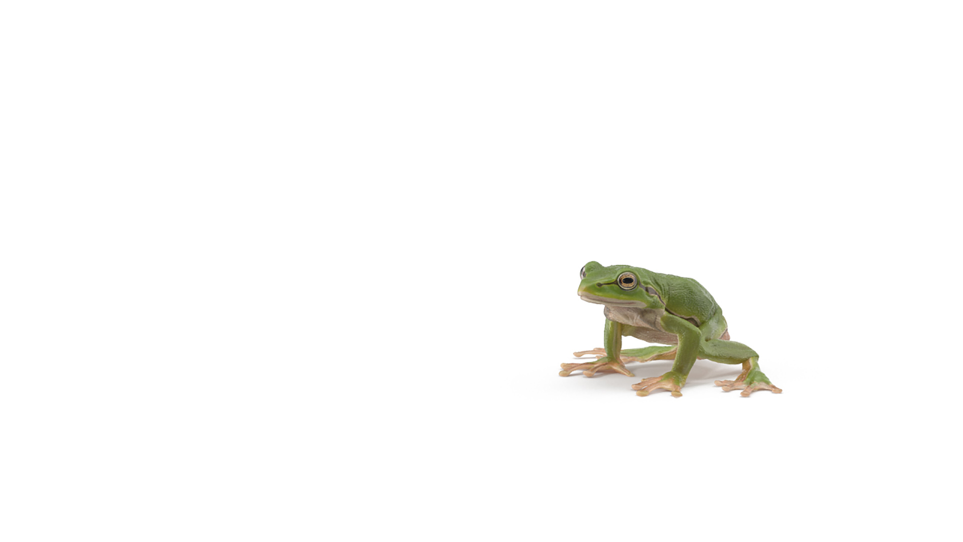 3D Green Tree Frog Animated model - TurboSquid 2152034