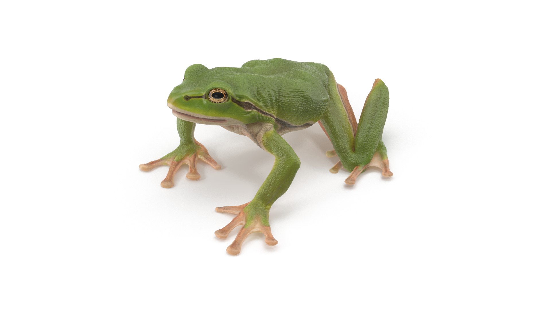 3D Green Tree Frog Animated model - TurboSquid 2152034