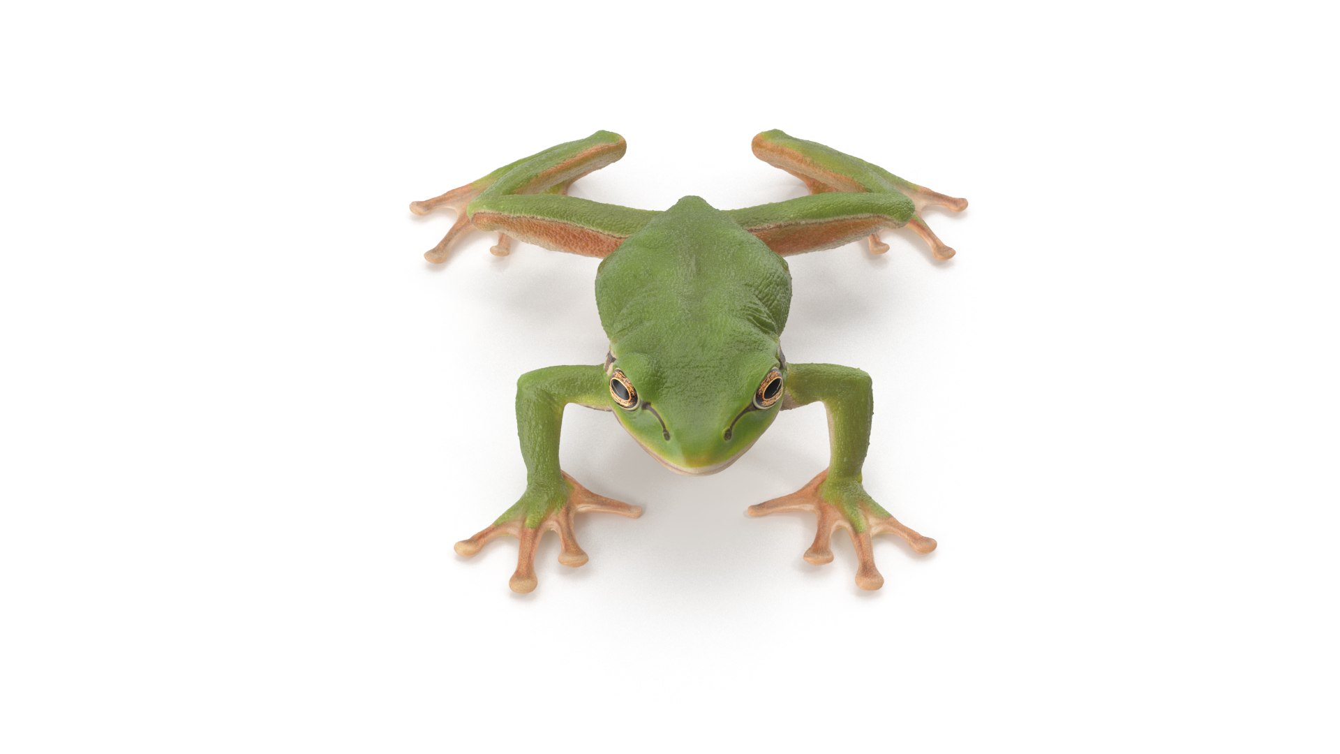 3D Green Tree Frog Animated model - TurboSquid 2152034