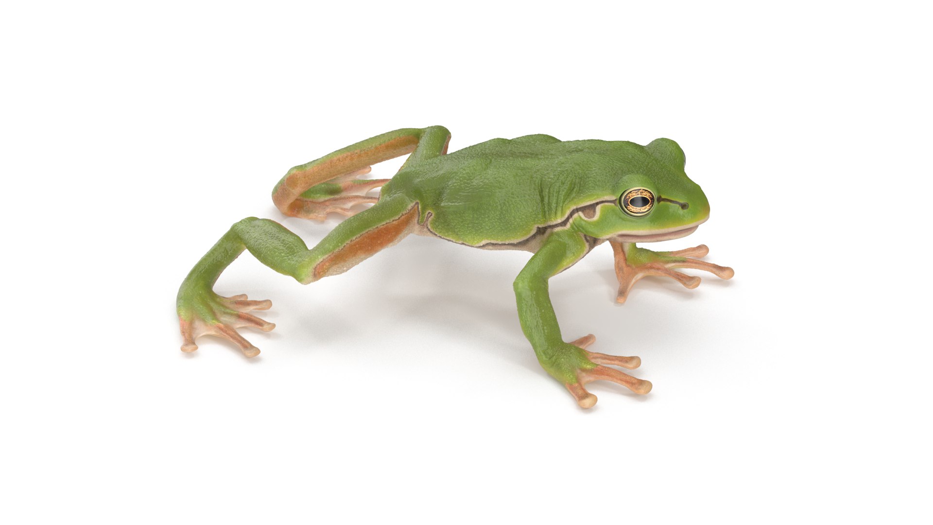 3D Green Tree Frog Animated model - TurboSquid 2152034