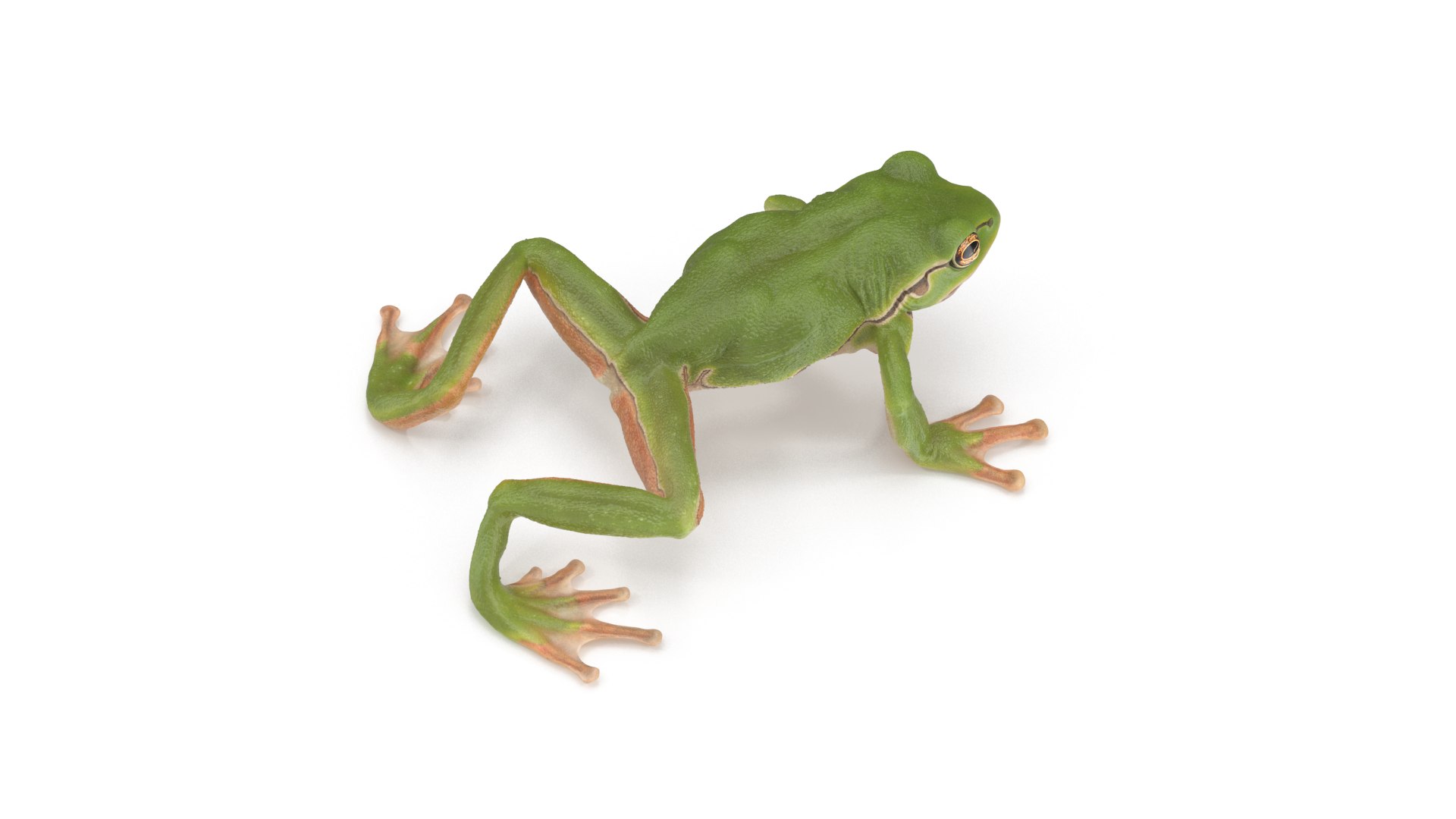 3D Green Tree Frog Animated model - TurboSquid 2152034