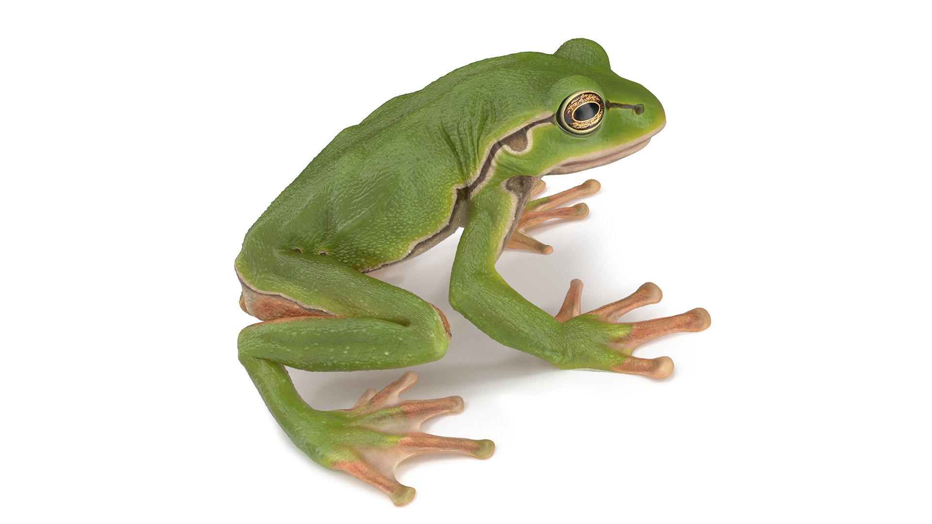 3D Green Tree Frog Animated model - TurboSquid 2152034